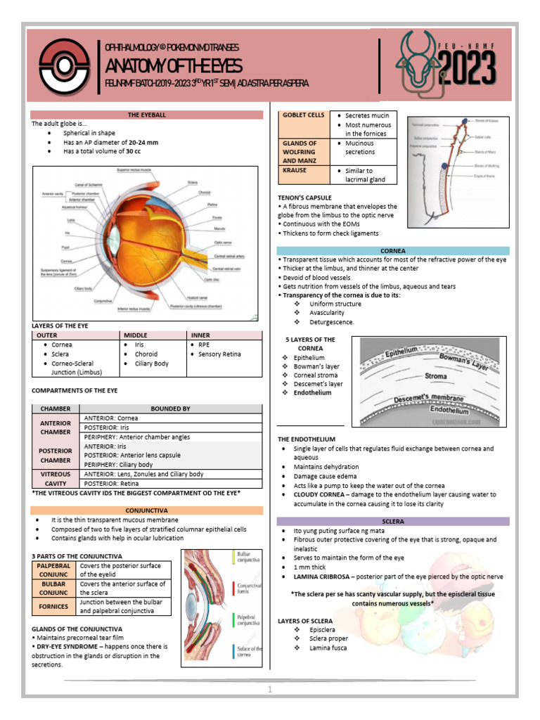 Anatomy of The Eyeball | PDF | Cornea | Human Eye