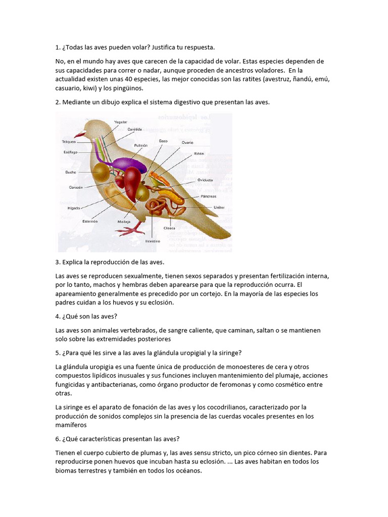 Las Aves | PDF | Aves | Pluma
