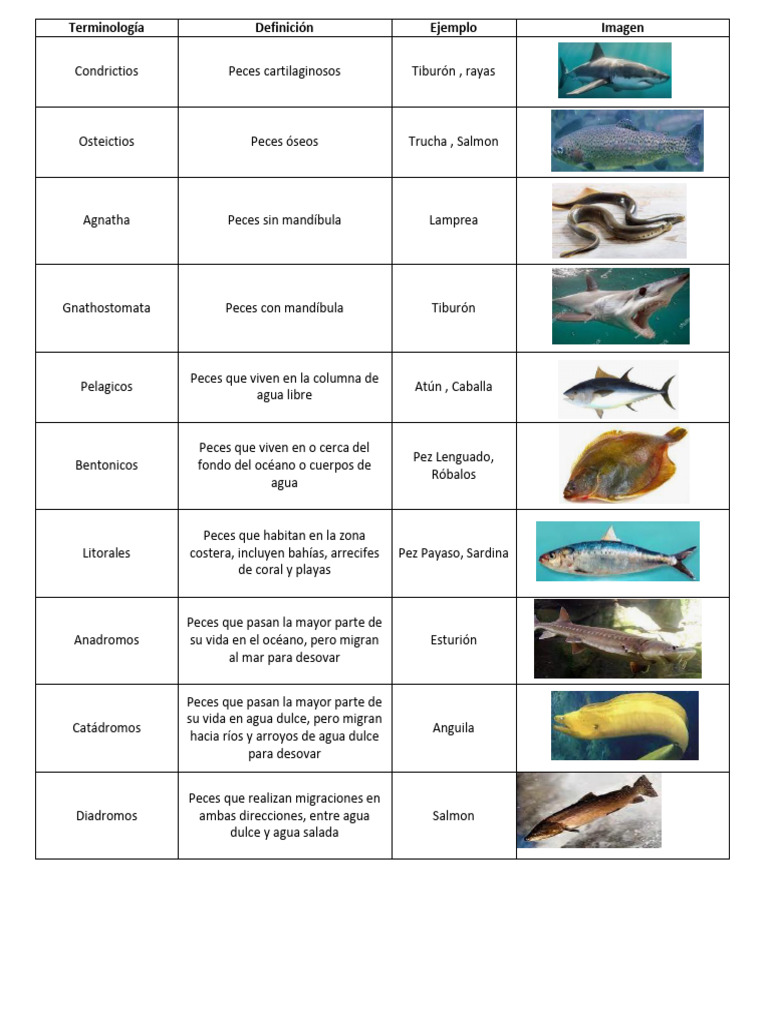 Tipos de Peces y Ejemplos Clave | PDF | Pescado | Organismos acuáticos