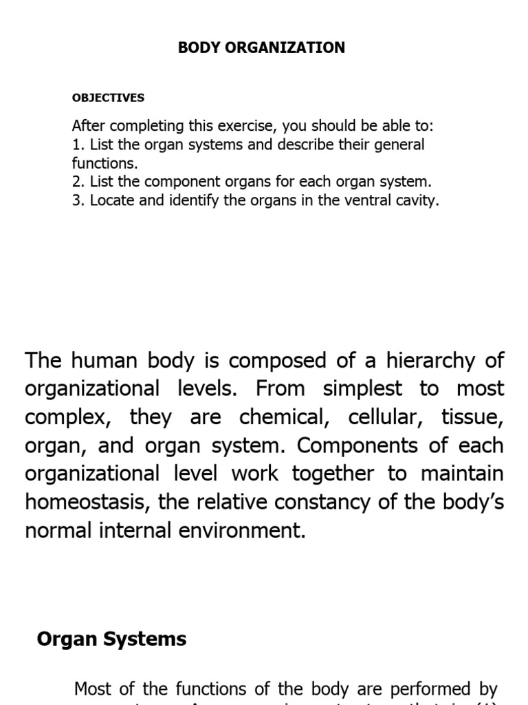 Chapter 2 Ana Lab Pdf Peritoneum Human Body