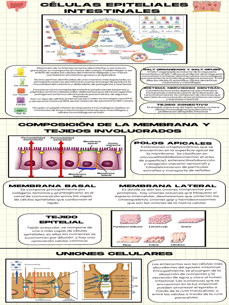 Células epiteliales intestinales | PDF