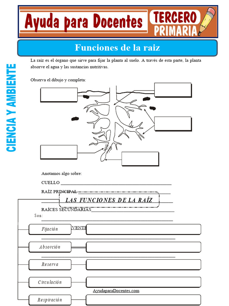 Funciones de La Raiz para Tercero de Primaria | PDF | Raíz | Ramas de ...