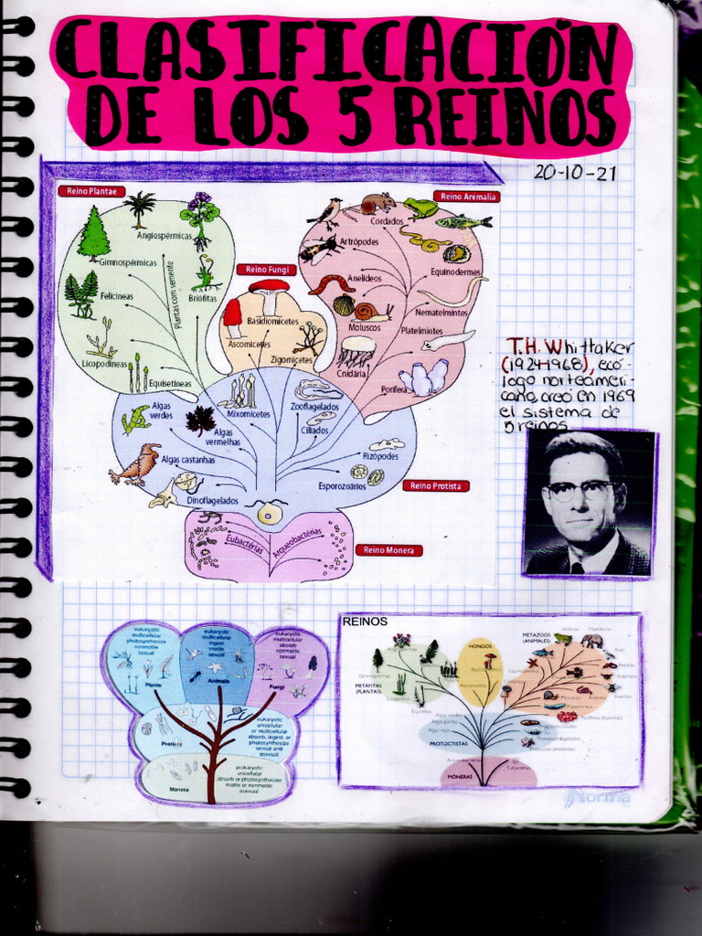 Clasificación de los 5 reinos | PDF