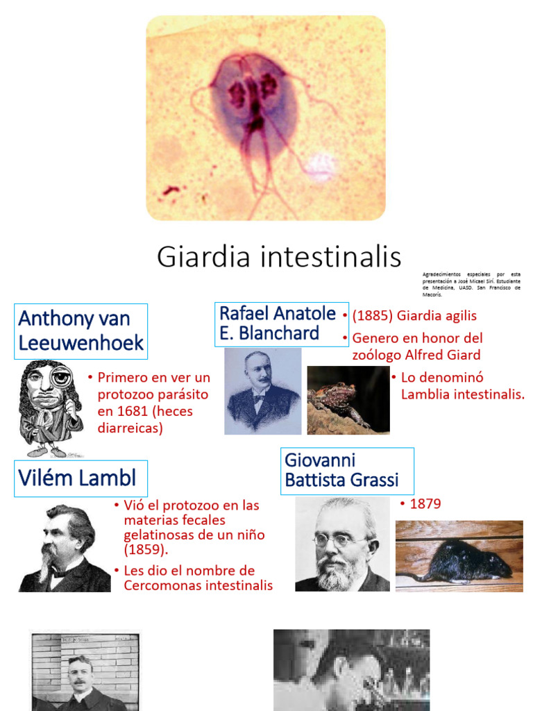 Giardia Intestinalis MIP-121 | PDF | Diarrea | Gastroenterología