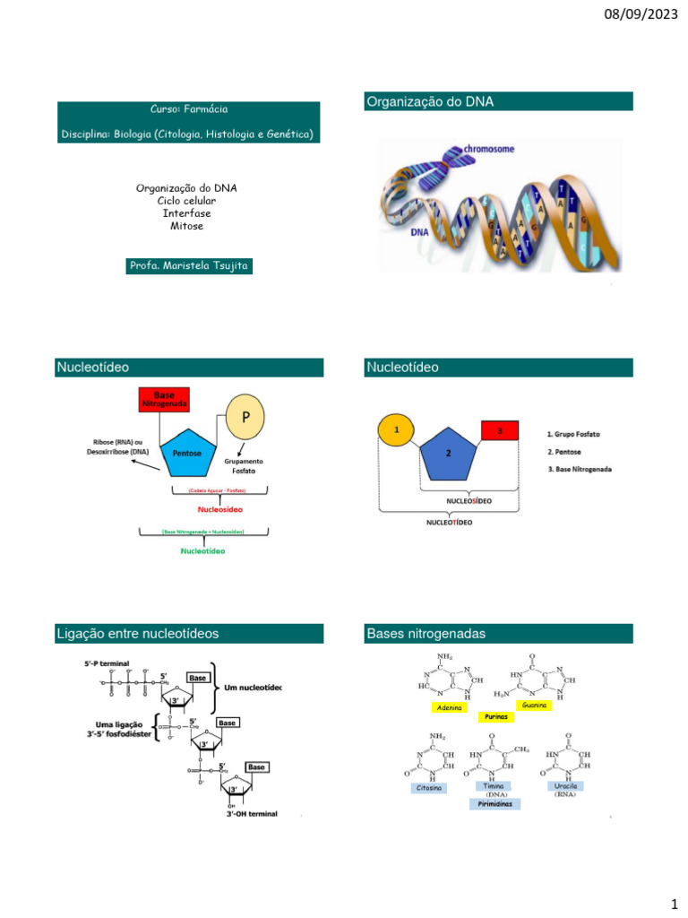 Aula 3 Ciclo Celular Pdf Meiose Mitose