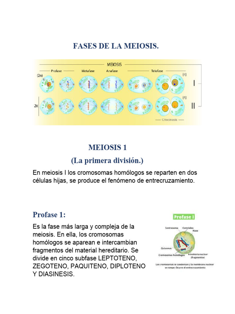 Fases de La Meiosis | PDF