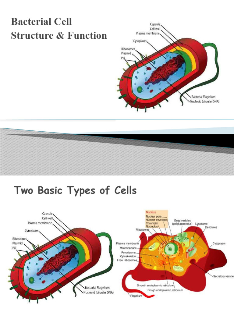 Bacterial-Cell-Structure-Function | PDF