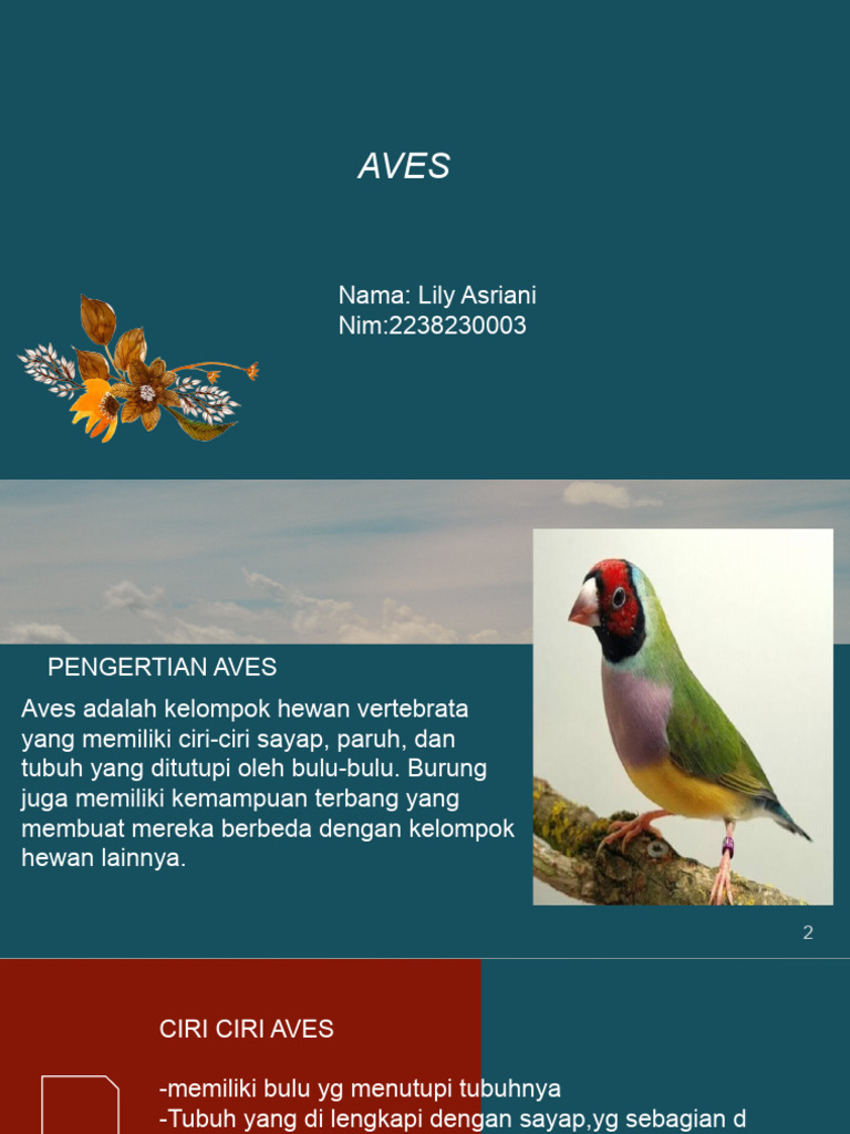 Aves | PDF