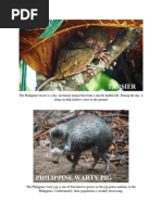 List of Extinct Animals of The Philippines | PDF | Science | Paleontology