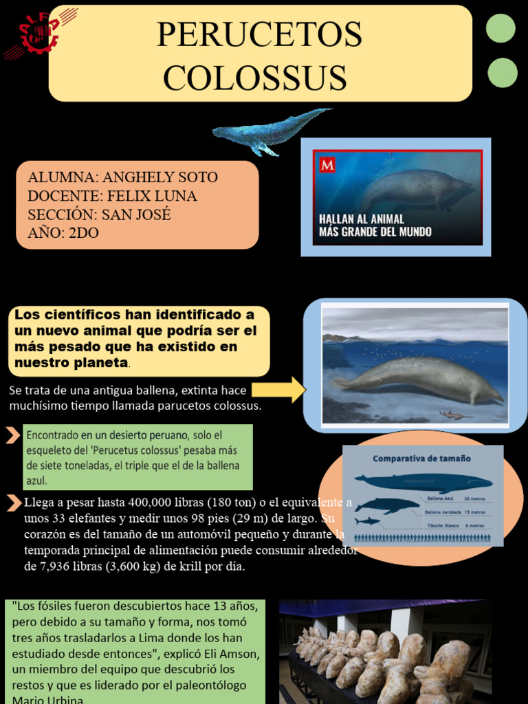 Descubren Perucetus colossus: la ballena más pesada | PDF