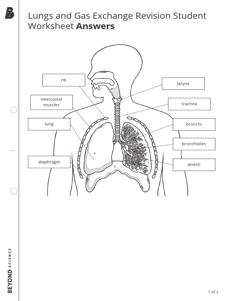Lungs and Gas Exchange Revision Guide | PDF