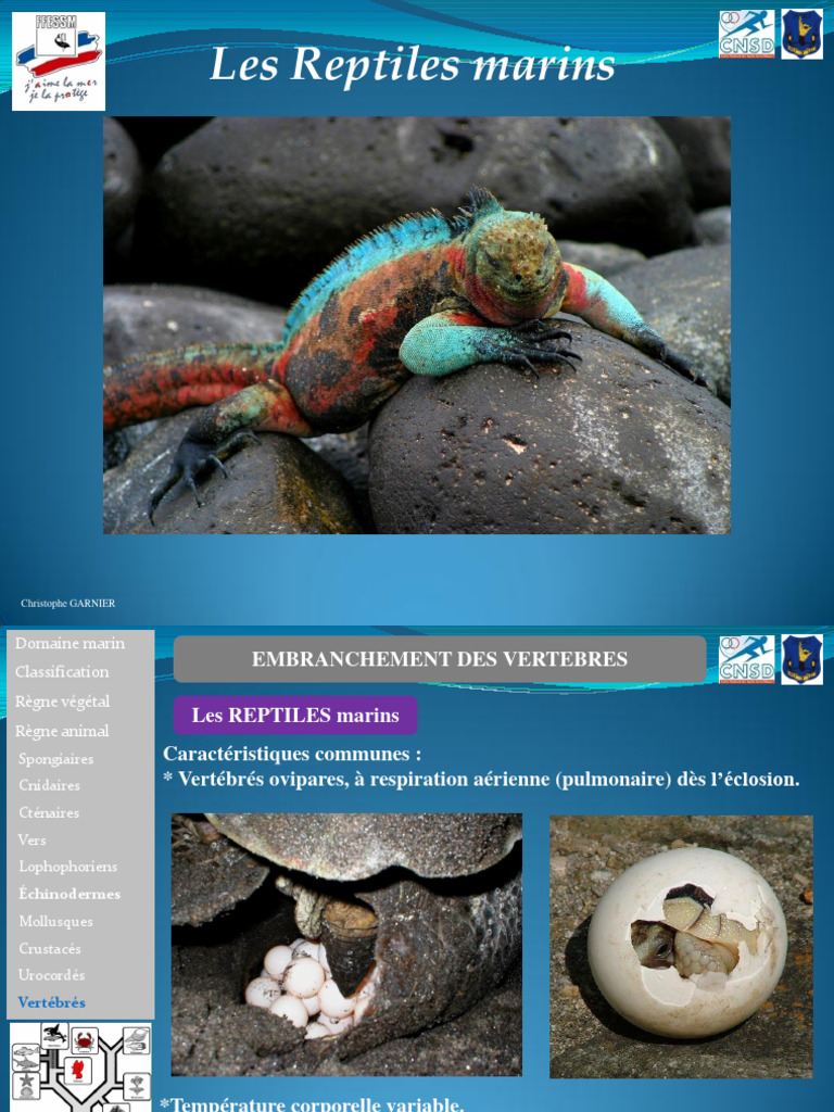 Reptiles marins : diversité et adaptations | PDF | Tortue marine | Reptile