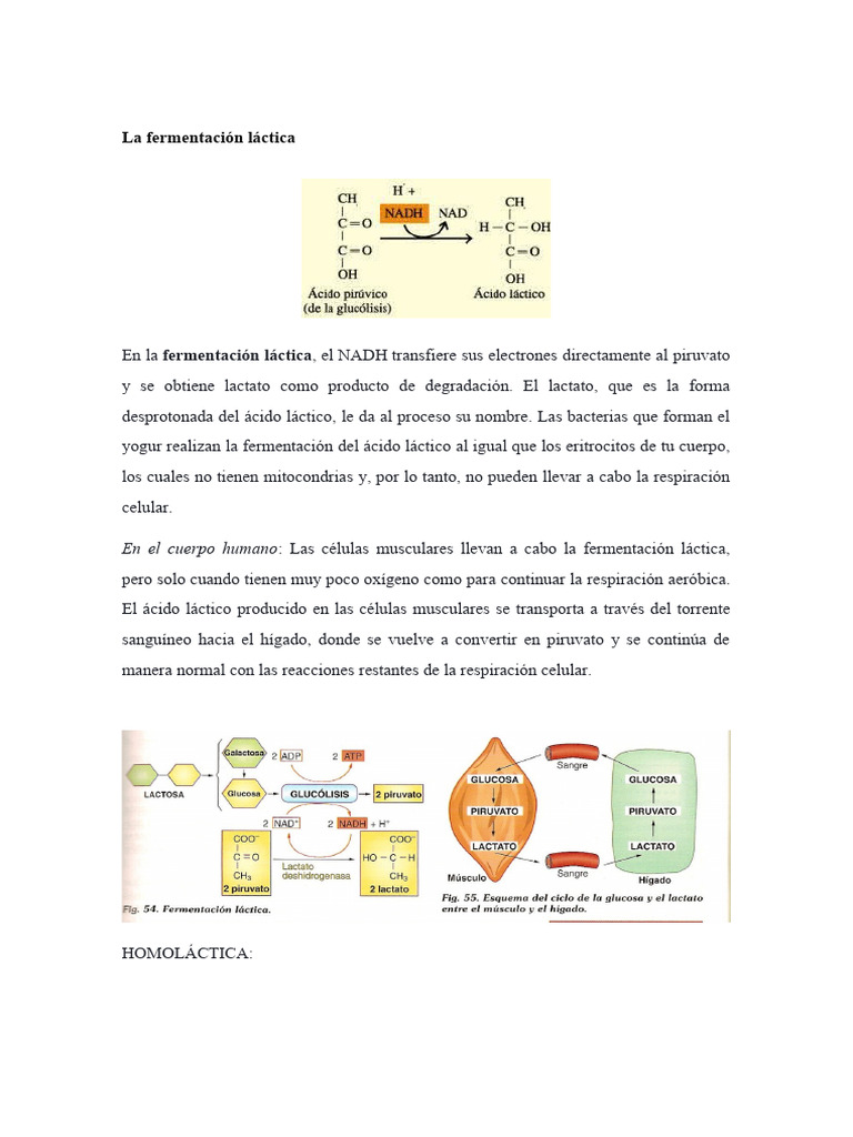 Fermentación Láctica: Proceso y Tipos | PDF