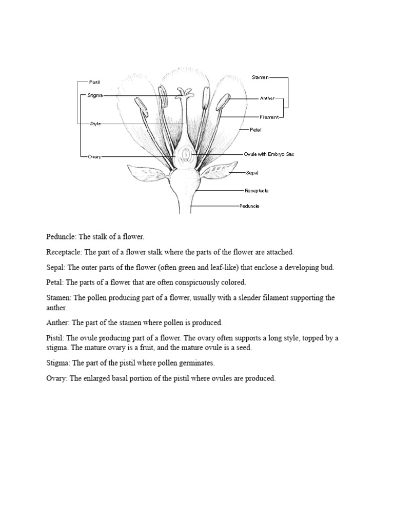 parts-of-the-flower-pdf