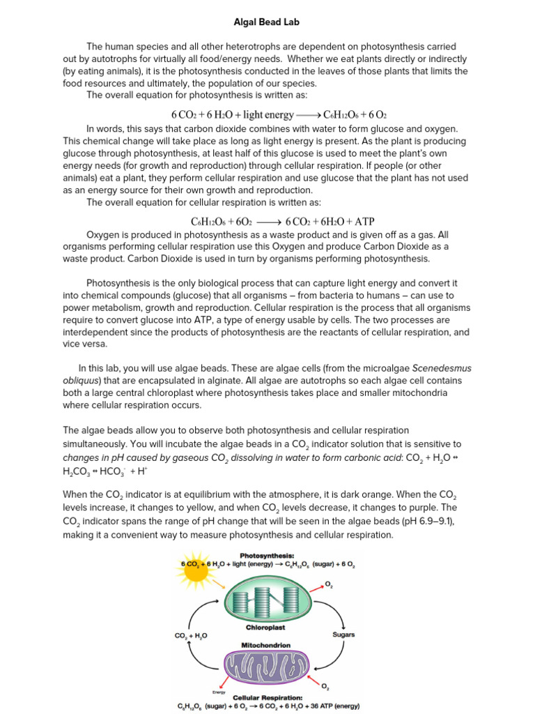 Algal Bead Lab Introduction | PDF | Photosynthesis | Cellular Respiration