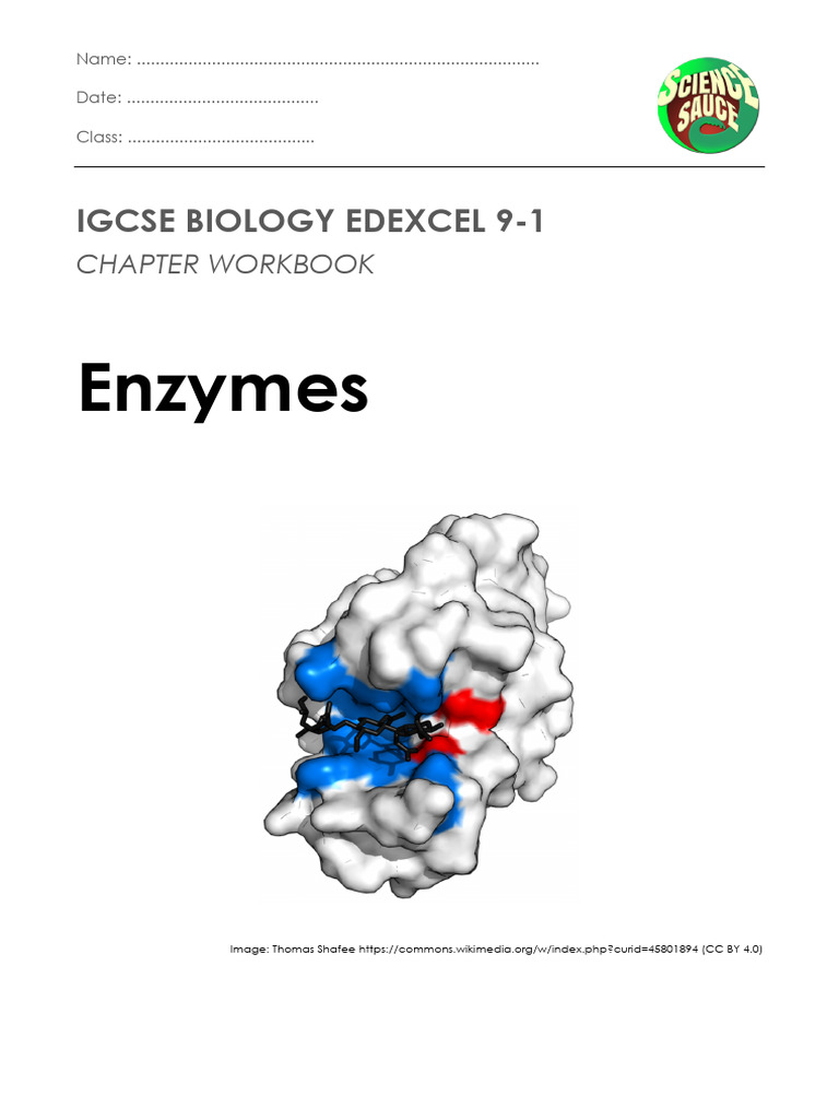 Enzymes | PDF | Enzyme | Active Site