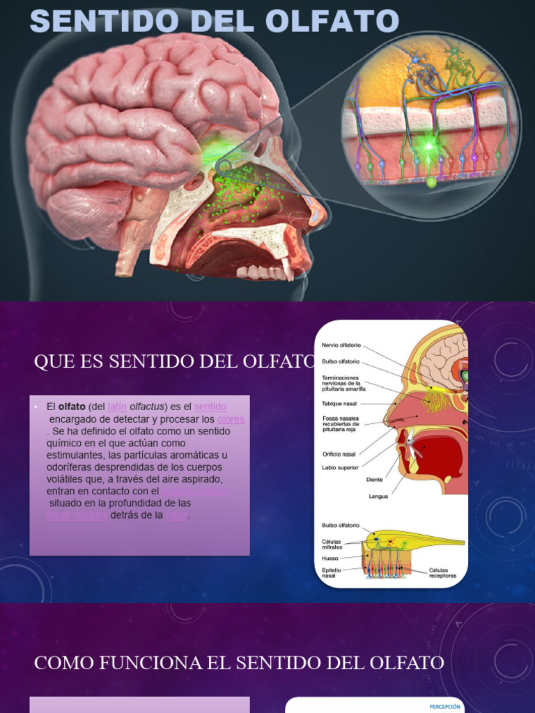 Función y partes del olfato infantil | PDF | Nariz humana | Cabeza y ...