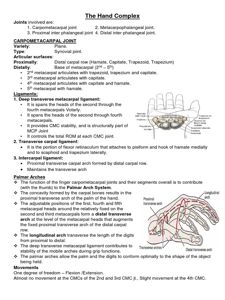 The Hand Complex NEW | PDF | Thumb | Hand