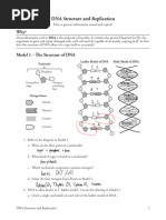 DNA Replication - Labeling | PDF