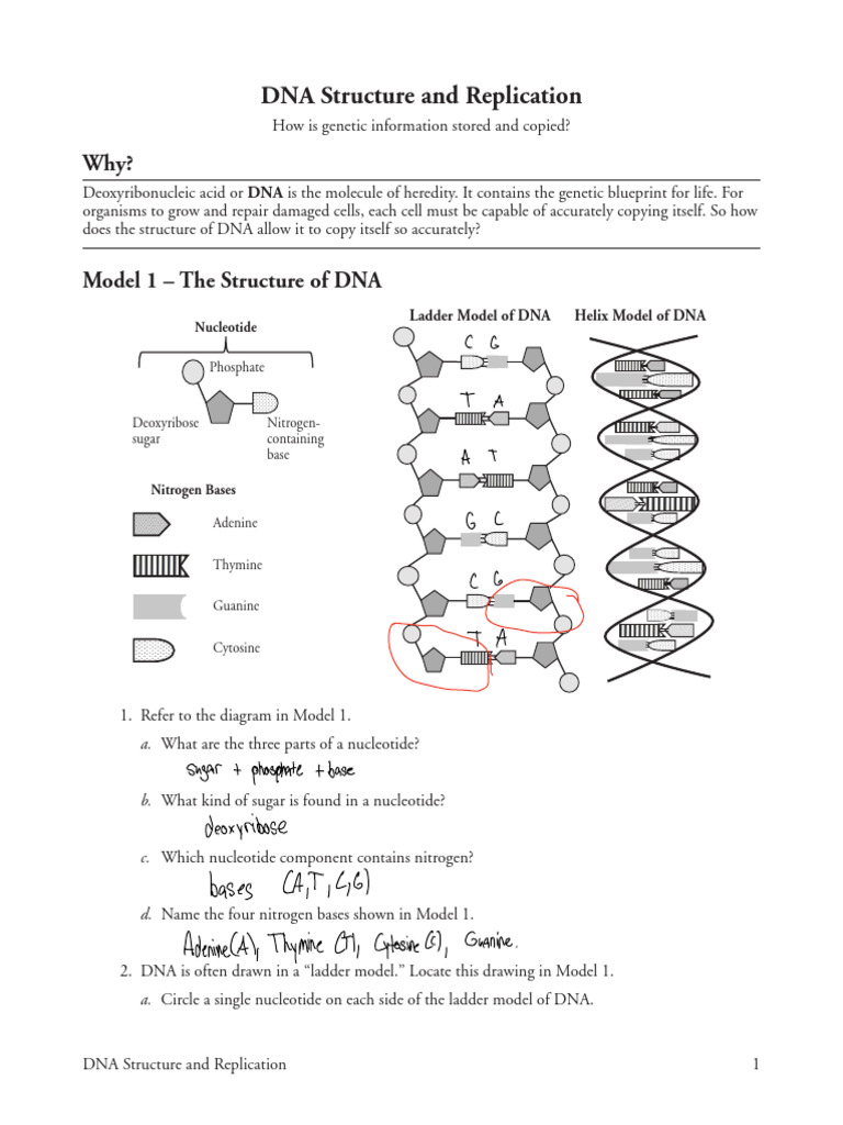 DNA Structure | PDF | Dna | Dna Replication