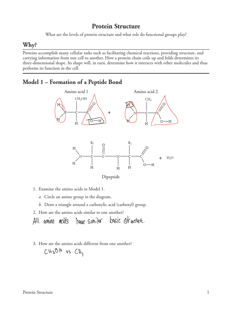 Protein Structures | Download Free PDF | Amino Acid | Protein Structure