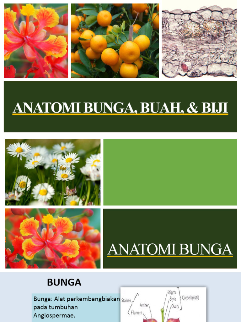 Anatomi Bunga Buah Biji PPTX | PDF