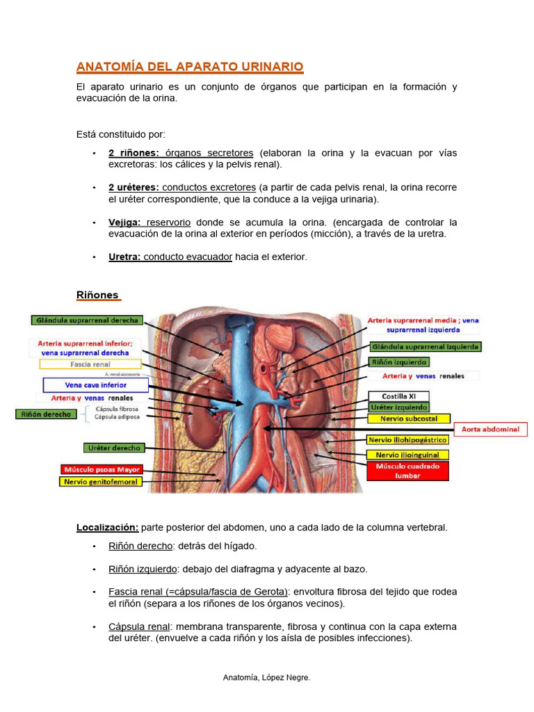 Anatomía Del Aparato Urinario | PDF | Riñón | Sistema urinario