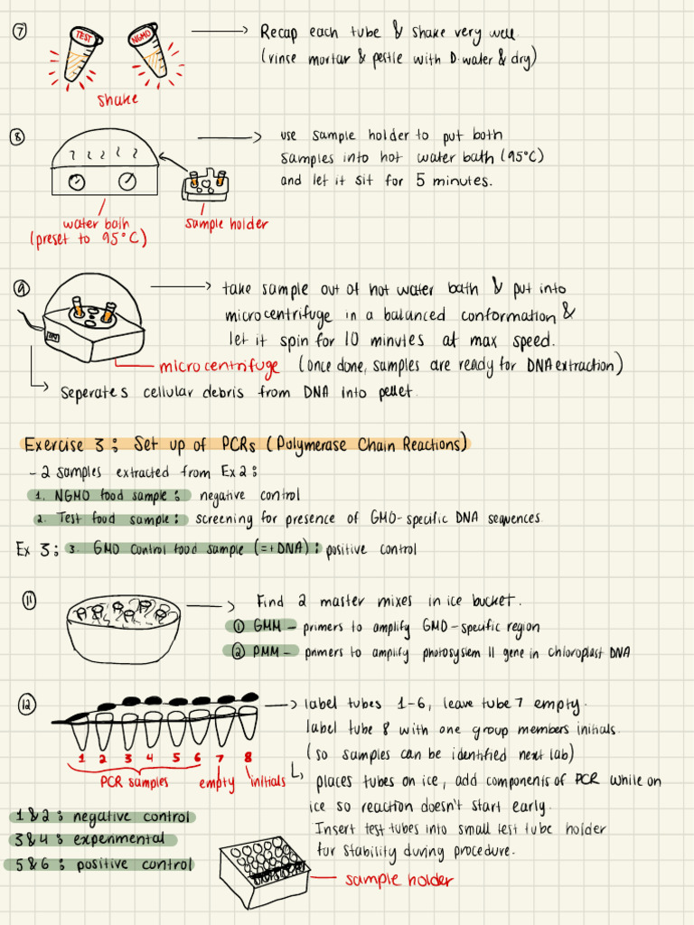 BIOA01+Lab+5+PCR+GMO-F2022 (1) | PDF | Polymerase Chain Reaction | Chemistry