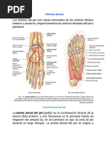 Anatomía de la Arteria Pedia del Pie | PDF | Pie | Dedo del pie