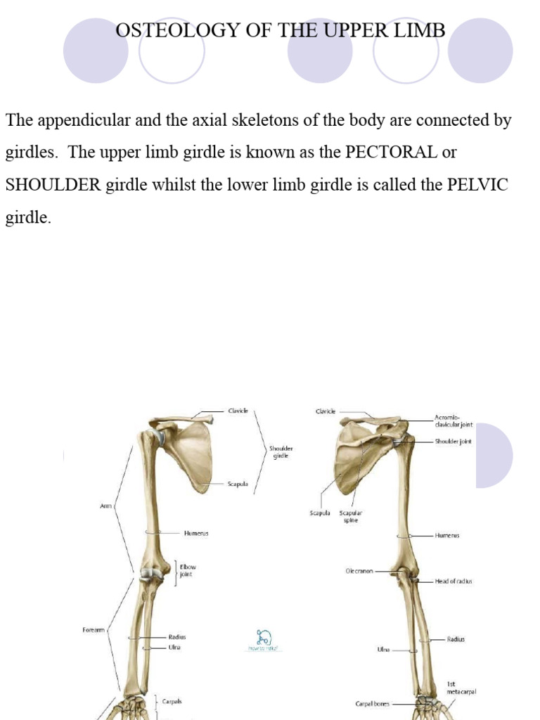 Lecture 12 Osteology Upper limb | PDF | Musculoskeletal System | Anatomy