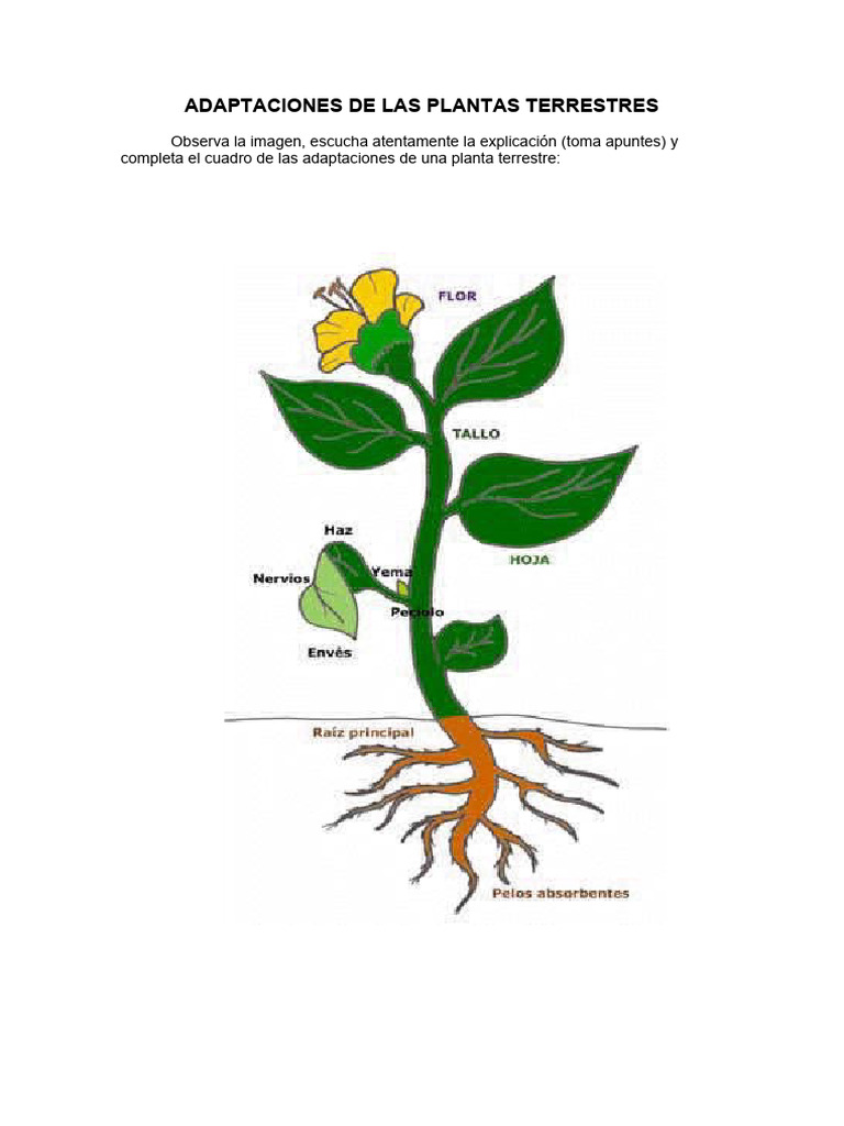 Adaptaciones de Una Planta Terrestre | PDF