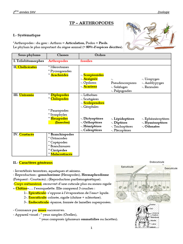 Classification des Arthropodes et Insectes | PDF | Insectes | Arthropodes