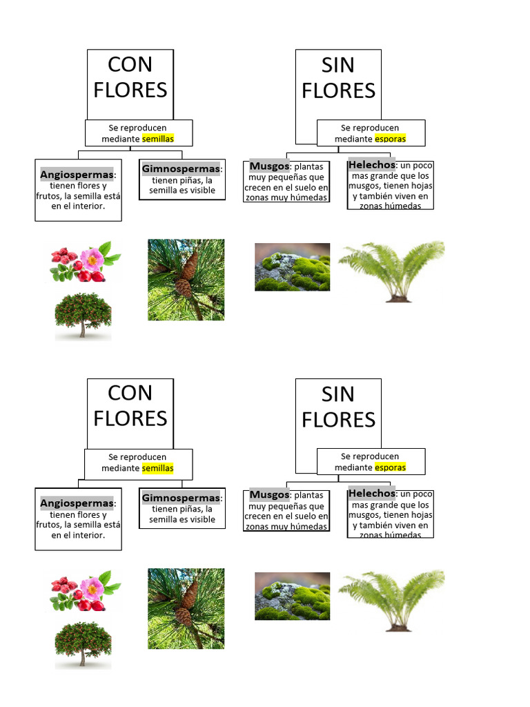 Clasificación Plantas | PDF | Ciencia y matemáticas