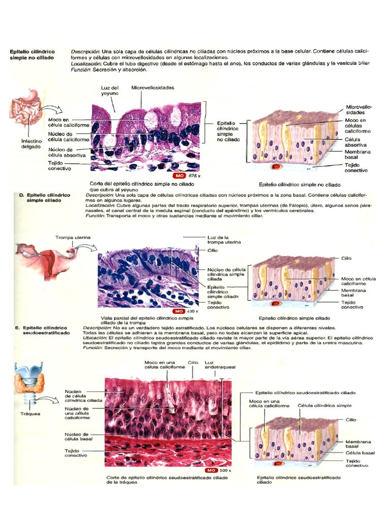 Tejidos, Histologia-1 | PDF