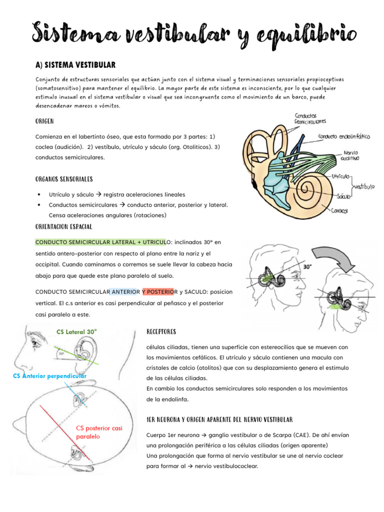 Sistema Vestibular Y Equilibrio Pdf