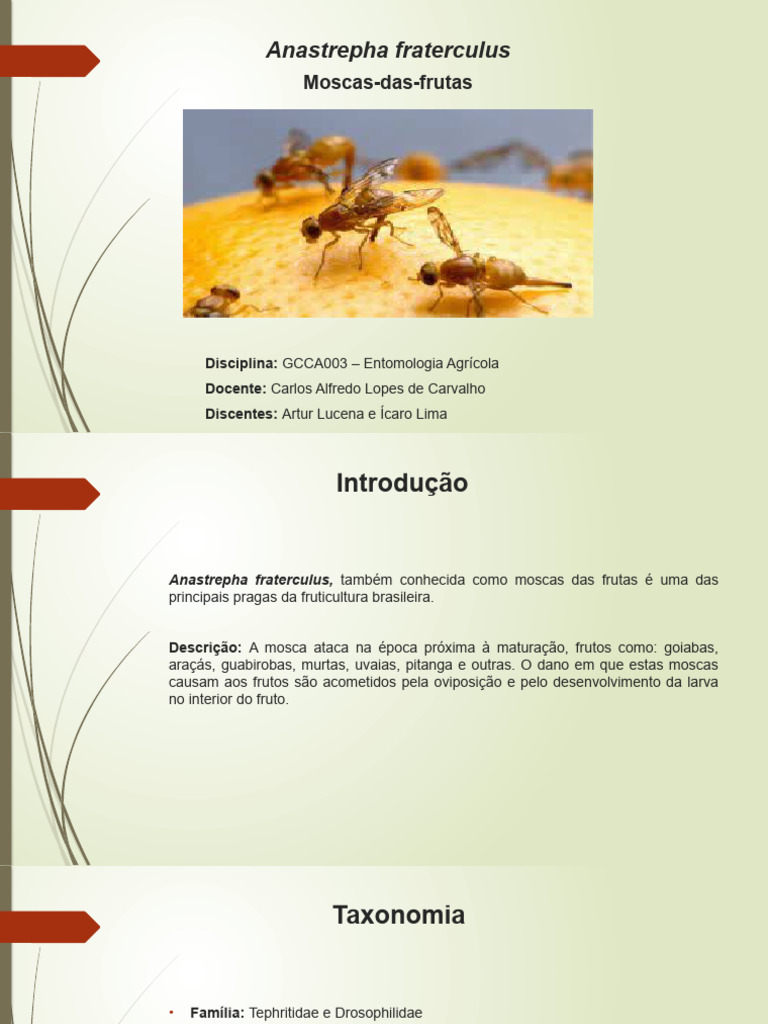 Anastrepha Fraterculus | PDF Anastrepha Fraterculus | PDF