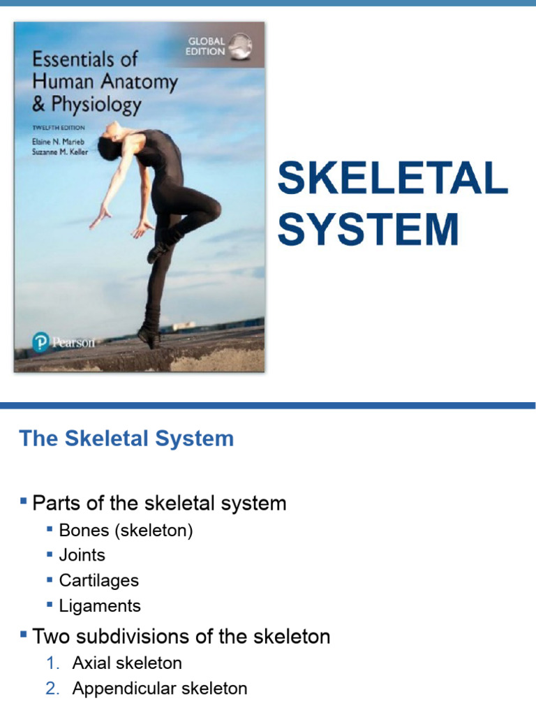 Ch5 Skeletal Edited 91 Slides | PDF | Vertebra | Vertebral Column Ch5 Skeletal Edited 91 Slides | PDF | Vertebra | Vertebral Column
