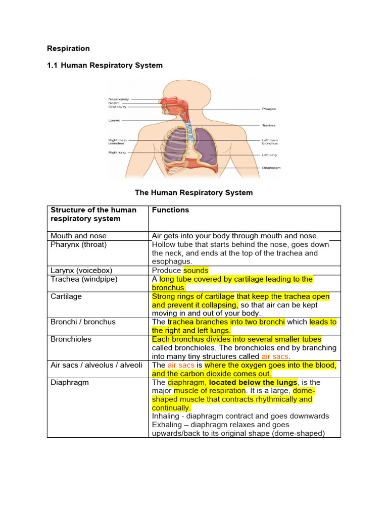 Chapter 1-Respiration (year 8) (2) | PDF