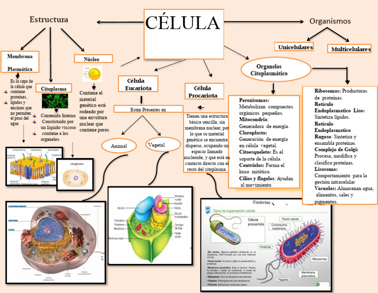 Mapa Conceptual De La Celula 6 Pdf