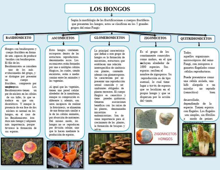 Mapa Conceptual de Los Hongos 3 | PDF | Hongo | Organismos