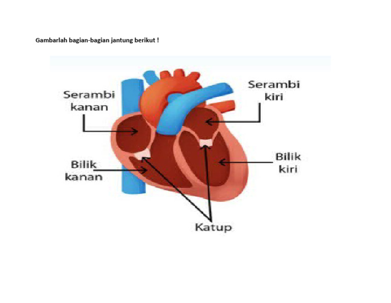 Gambaran Struktur Jantung Manusia | PDF