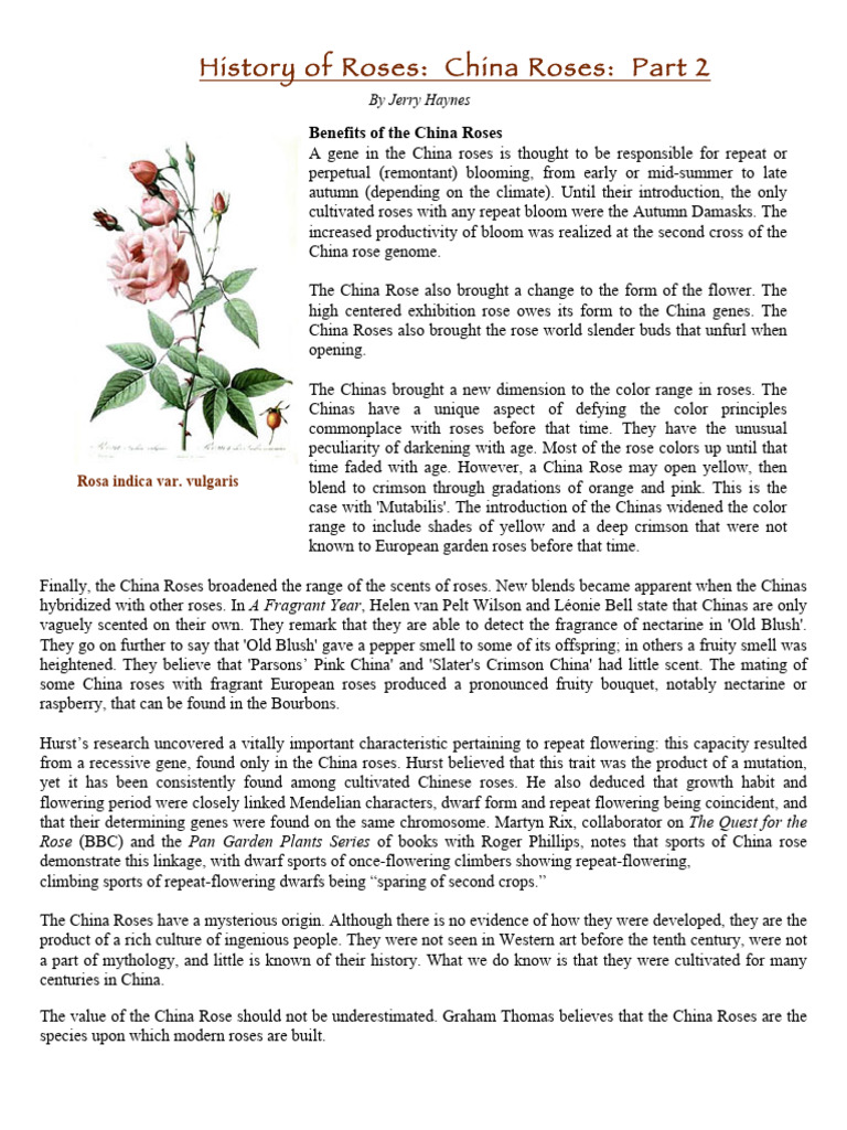 Benefits and Origins of China Roses | PDF