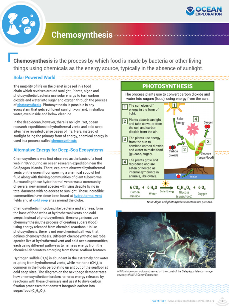 chemosynthesis-fact-sheet | PDF
