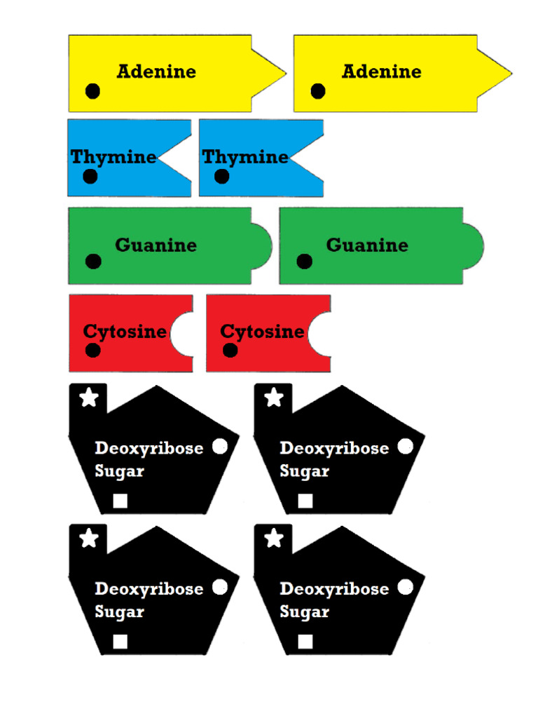 DNA Model Pattern | PDF