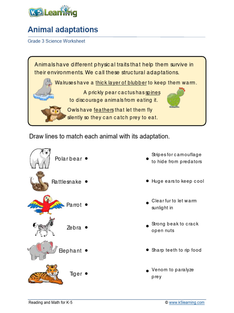 Grade 3 Adaptations A | PDF