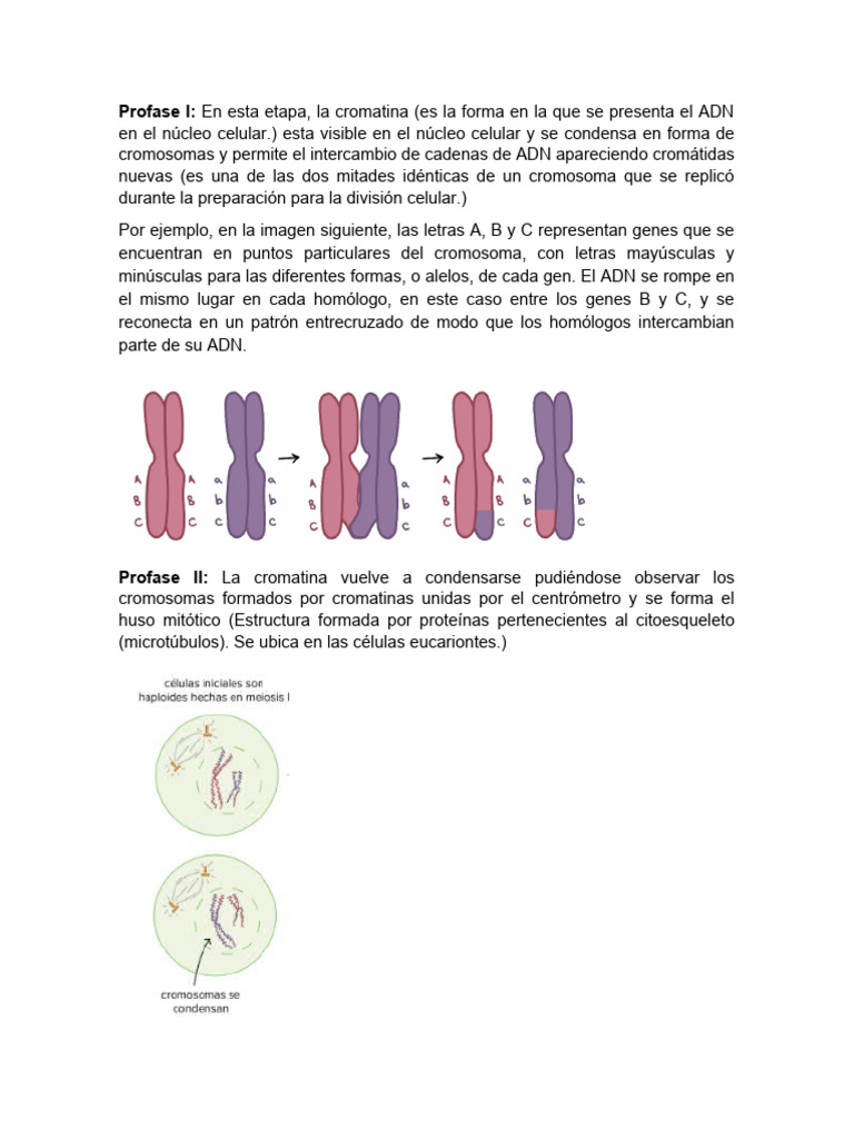 Profase I y Profase II | PDF