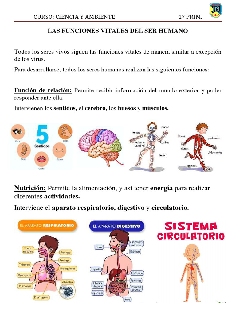 Las Funciones Vitales Del Ser Humano Tema 2 1er Grado Pdf