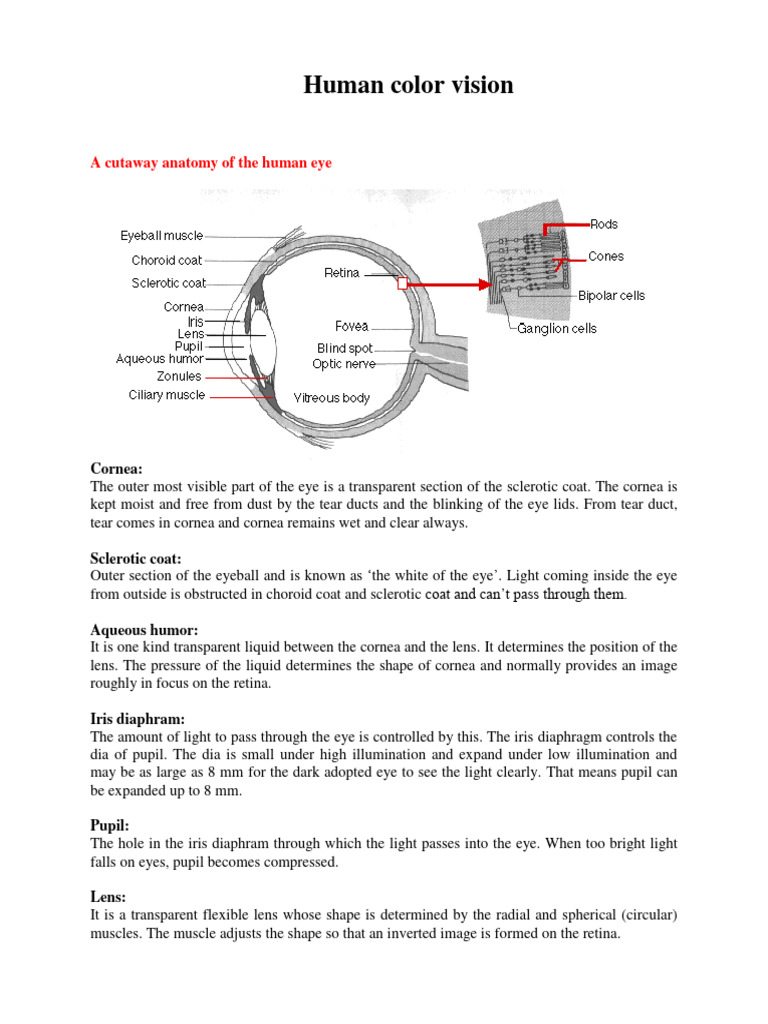 Human Color Vision | PDF