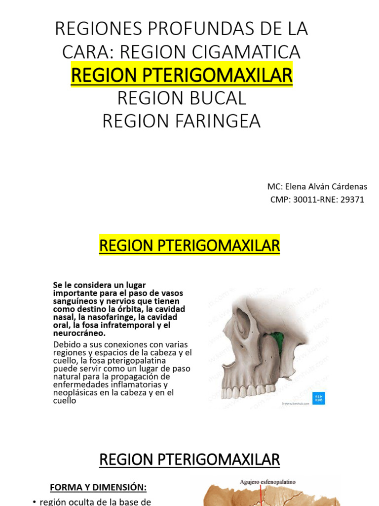 Regiones Profundas de La Cara-2 | PDF | Sistema esquelético | Anatomía