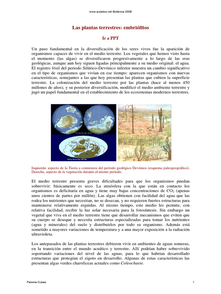 Las Plantas Terrestres - Embrifitos | PDF | Plantas | Biología